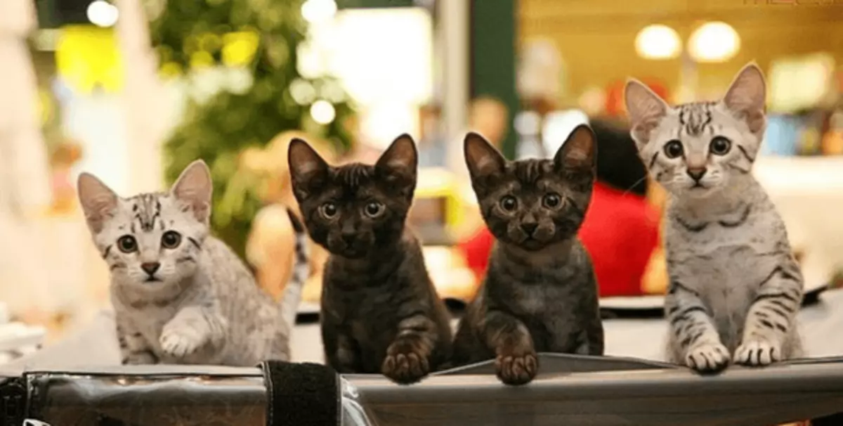 Empat Kitten Mau.