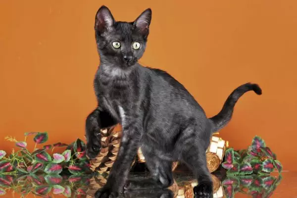 Cat Egyptian Mau: Foto av ras, beskrivning, karaktär och vanor, hur man väljer kattungar, recensioner av ägare 3142_6