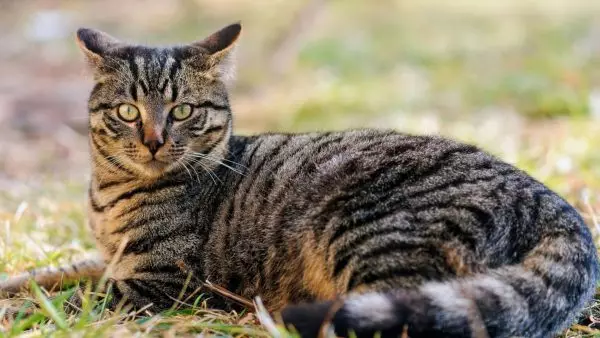 Çizgili bir melez kedi çim üzerinde yalan