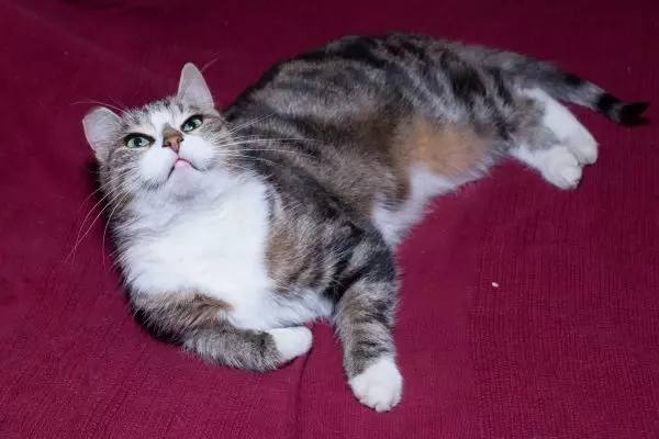 O gato tricolor encontra-se em um tapete lilás e olha para cima