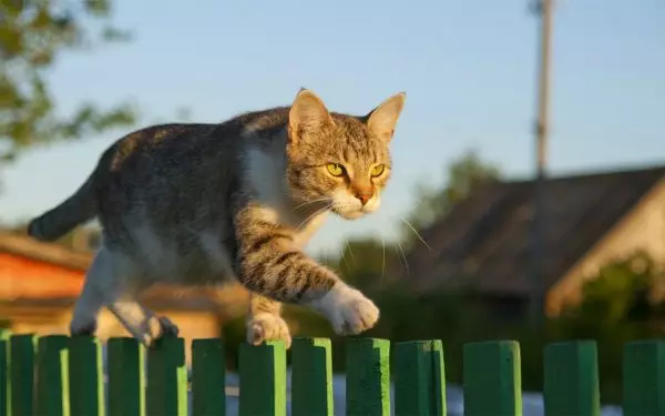 Çizgili bir kedi bir tahta su çitine gider