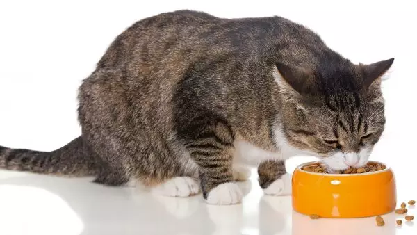 Паласаты кот есць корм з жоўтай міскі, седзячы на ​​белым падлозе