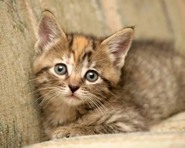 Kucing Coklat ing belang ing sofa lan katon