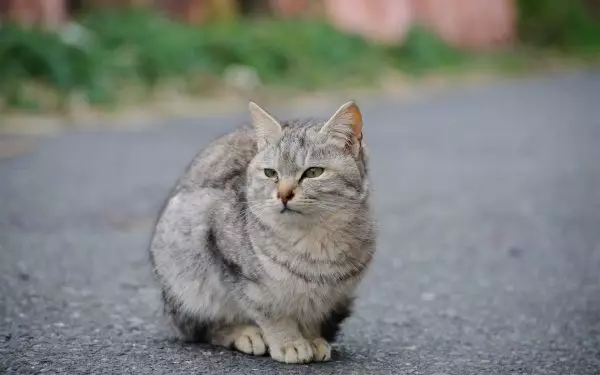 Gato de rua cinza senta-se no asfalto