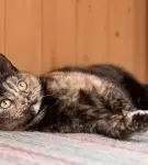 Mastrel kat van de schildpadkleur ligt op het tapijt en kijkt op