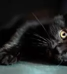 Чорны кот з жоўтымі вачыма ляжыць на баку