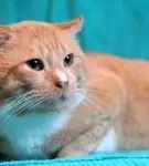Црвена мачка седи, притискајући уши у главу и шкљоцање