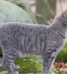 नस्ल के बिना ग्रे धारीदार बिल्ली suede पत्थरों पर खड़ा है