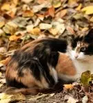 Drie-kleuren kat zit in de herfstgebladerte