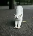 Սպիտակ կատուն շրթներկ է, ասֆալտի վրա կանգնած
