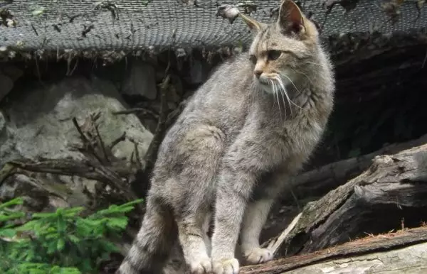Çinli dağ kedi bir kütük üzerinde duruyor