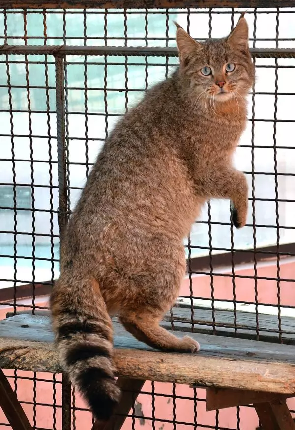 中国山猫站在后腿，倾斜在动物园里的细胞篱芭