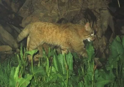 Kucing Gunung Cina berjalan melalui hutan di malam hari