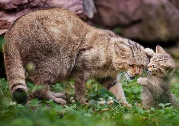 Kucing Gunung Cina dengan Bayi Bermain Di Rumput
