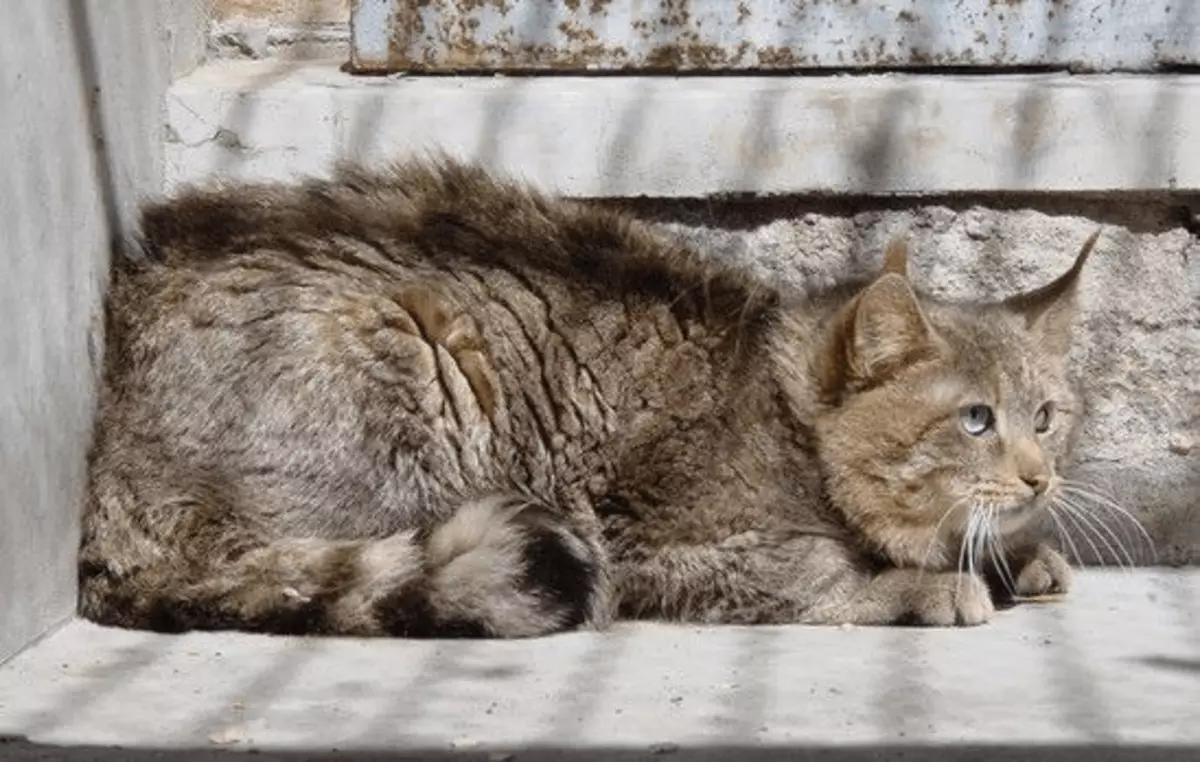Çinli dağ kedi hayvanat bahçesi hücresinin köşesinde oturuyor ve ıslatılmış