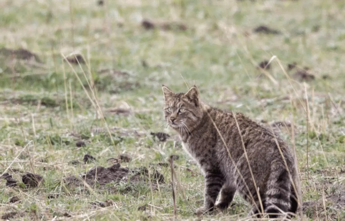 Кітайскі горны кот стаіць у стэпавых травах, гледзячы наперад