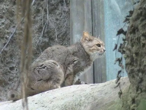 Кітайская горная котка сядзіць на прызбе закінутага дома