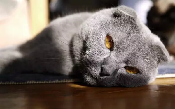 İngiliz Fold Cat, yerde yana doğru yatıyor, güneşin ışınlarına dayanıyor