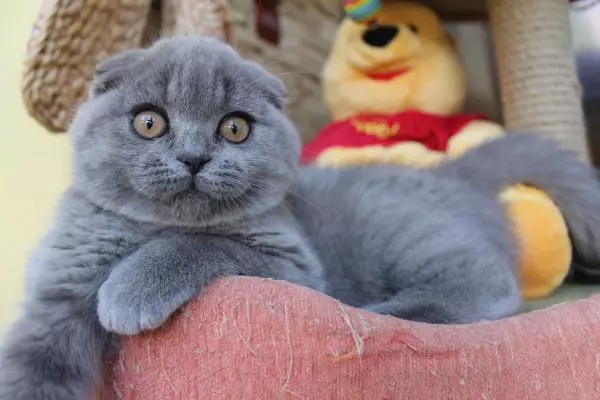 Pembe bir sepet içinde oturan İngiliz fold yavru kedi