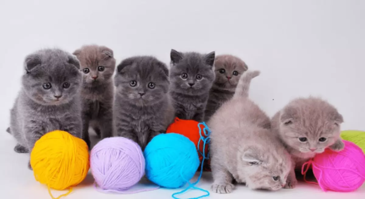 İngiliz Fold Kittens renkli yün topları ile oyna