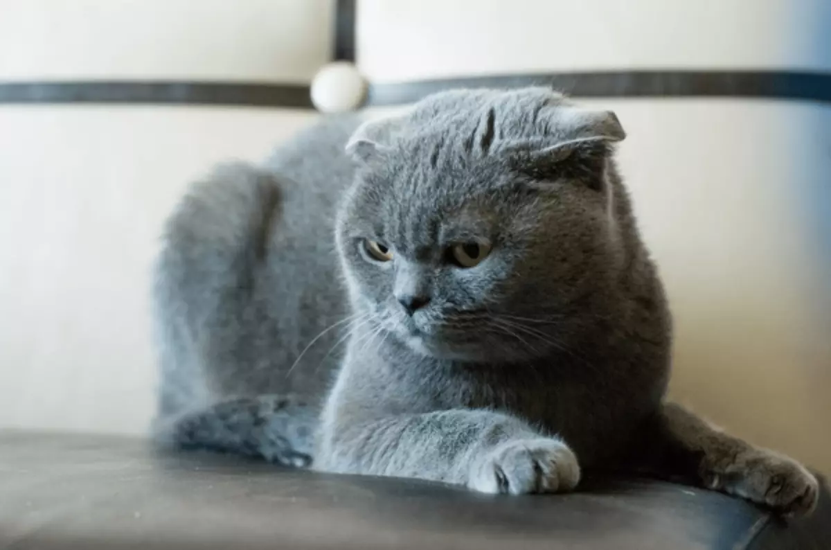 İngiliz Fold Cat beyaz deri koltukta yatıyor ve aşağı bakıyor