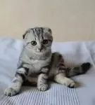 İngiliz katlı kedi rengi tekir beyaz bir çarşaf üzerinde oturur