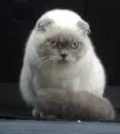 Renk Noktası İngiliz Fold Kedi oturur ve aşağı bakıyor