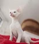 Beyaz yavru kedi kök rex