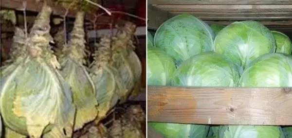Cabbage nyob rau hauv lub cellar