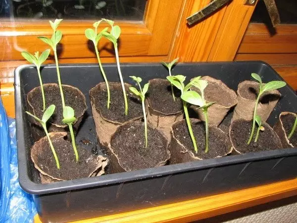 Seedlings fan wite kool