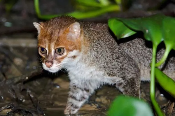 Sumatranska mačka dolazi iz grmlja