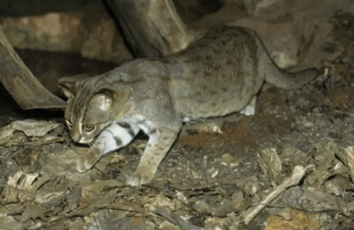 Kucing sumatran hamil berjalan di sepanjang laluan