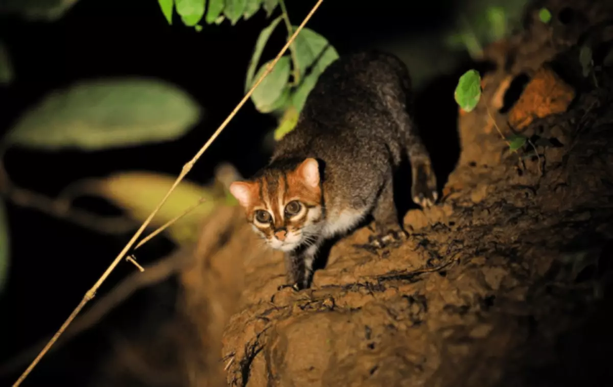Sumatran katt står på lera klippa i mangrove tjocktar på natten