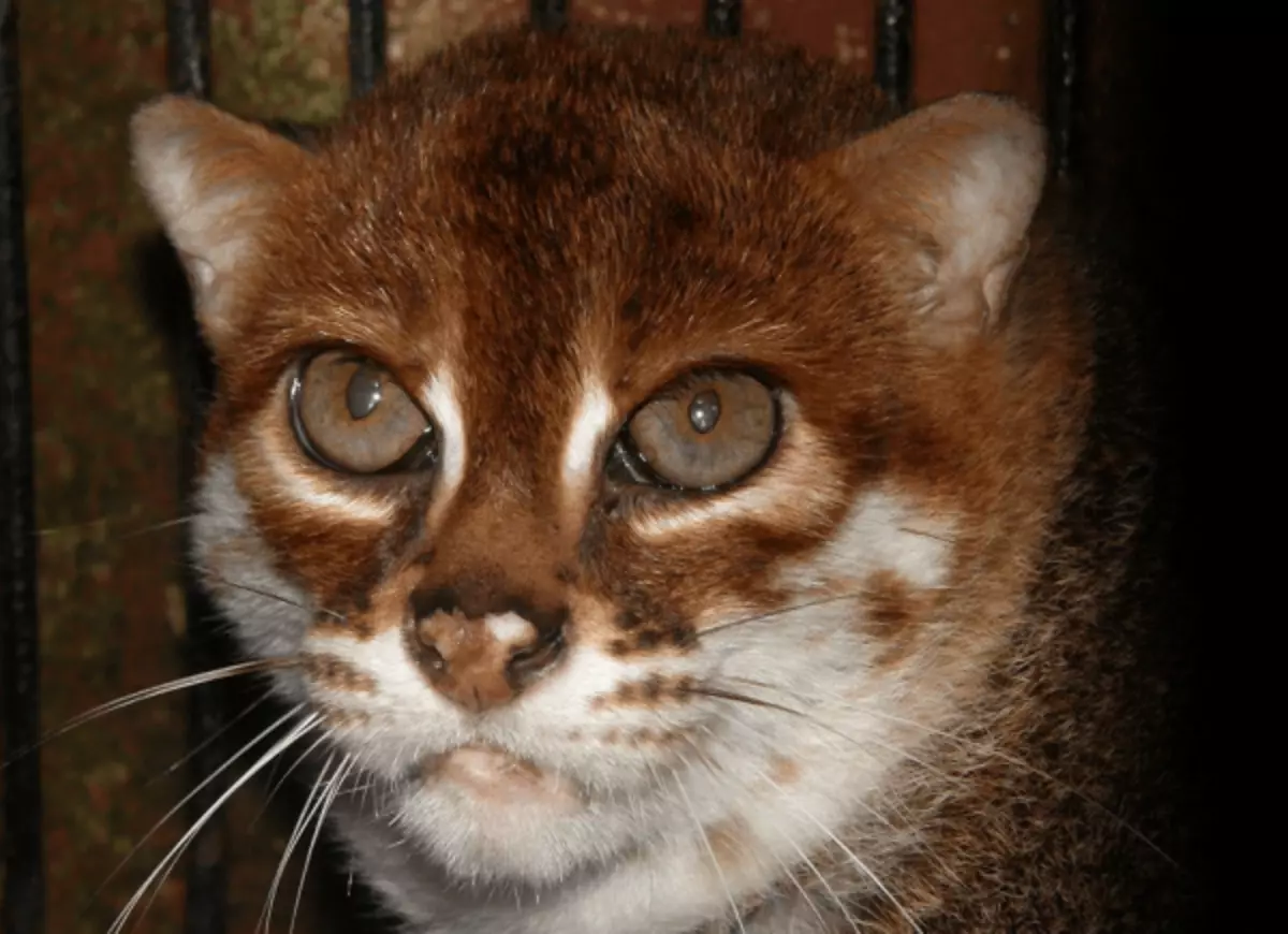 Kopf der Sumatran-Katze, nachschlagen