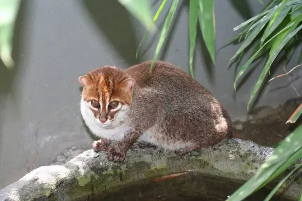 Sumatran Cat sitzt auf einem Betongut unter dem Baum
