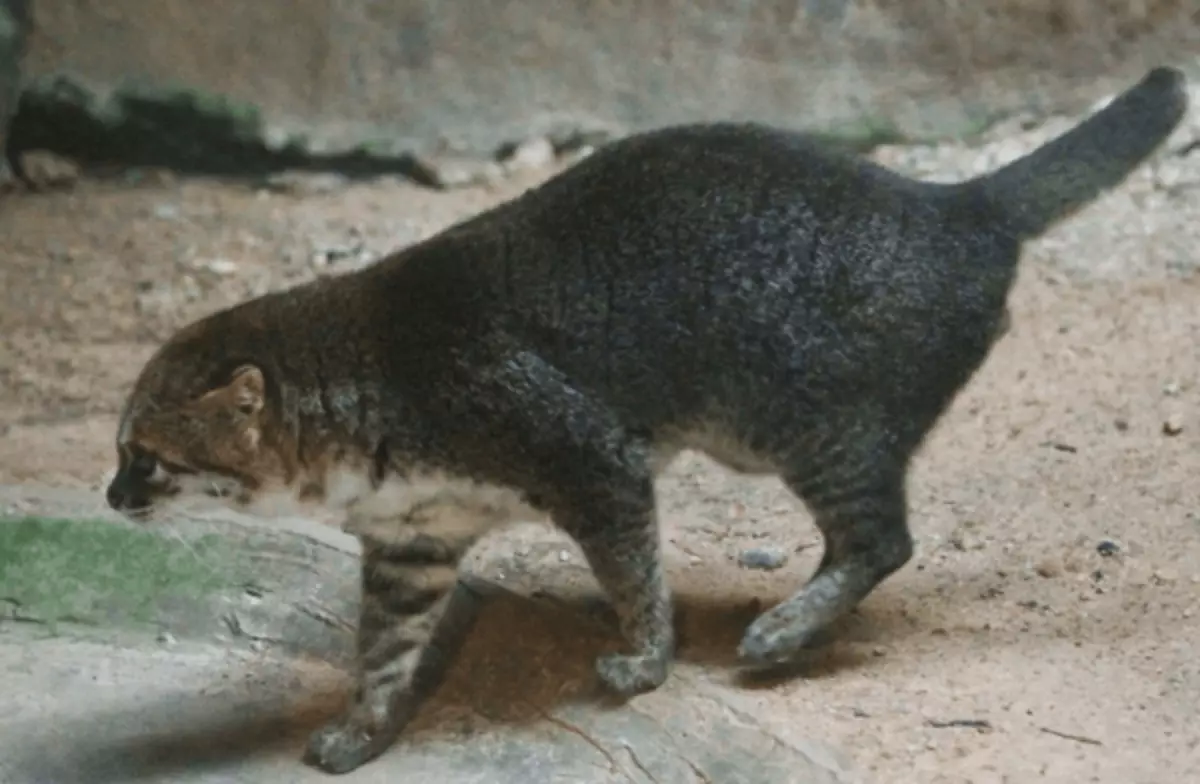 Sumatar Cat marŝas laŭ la konkreta planko de la zoo