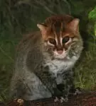 Sumatran Cat sitzt auf einem Baumstamm und freut sich vorwärts