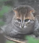 Sumatran kaķis atrodas uz zemes, kas pagriezta priekšējos ķepas uz kuņģa