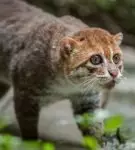 Sumatran kaķis pastaigas pa taku, skatoties uz augšu