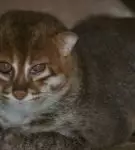 Kucing Sumatran duduk, mata separa pecah