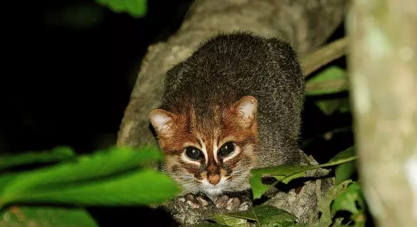 Kucing sumatran duduk di atas pokok pada waktu malam