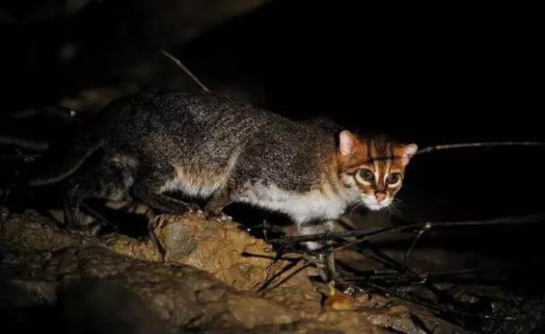 Sumatran kaķis stāv uz upes krasta naktī