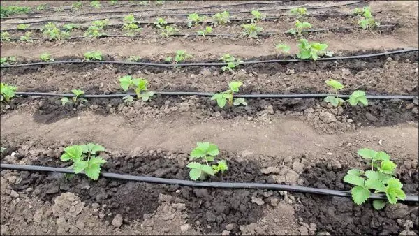Drip podlewania truskawek ogrodowych