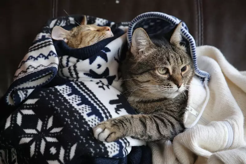 Mengapa kucing tidur pada pakaian pemilik