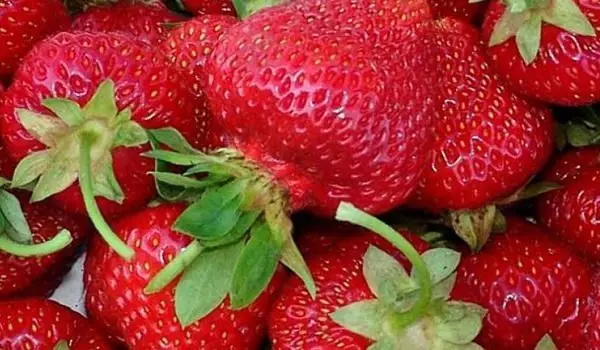 Semacam strawberi taman (atau strawberi) kimberly - penerangan, penjagaan dan ciri-ciri lain + foto