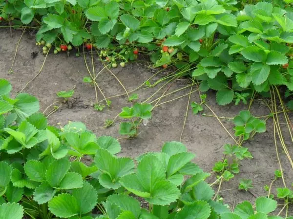 Ang pagpaparami ng strawberries mustache.