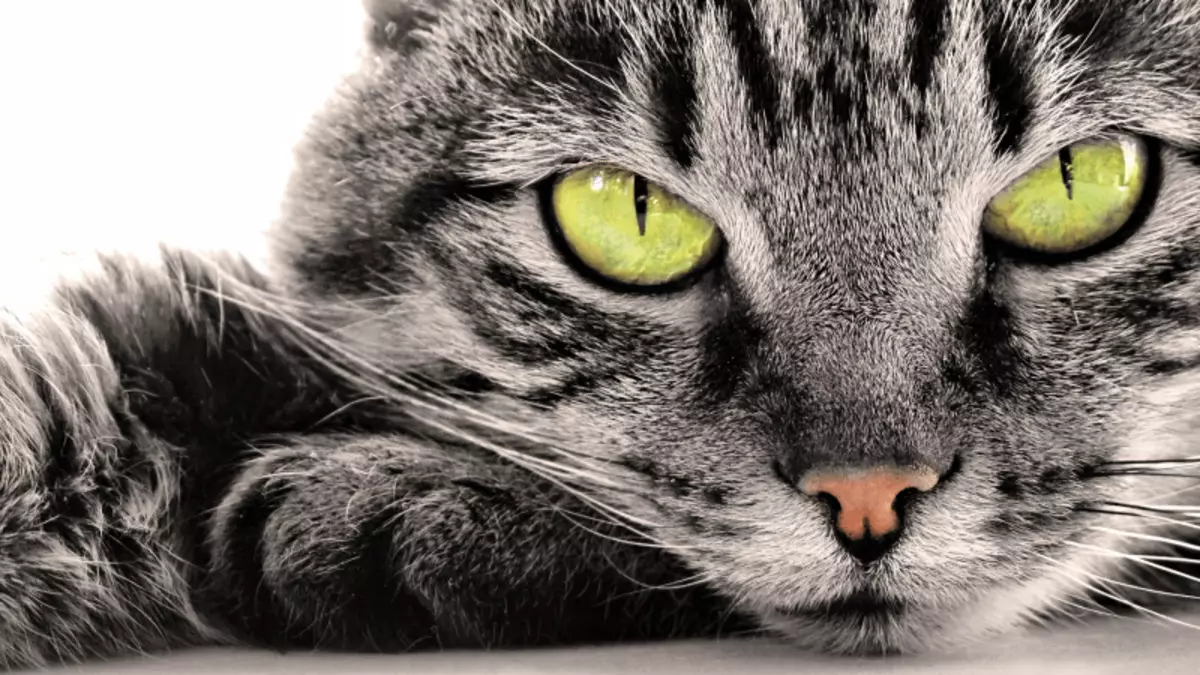 Tilozin 50, 200 macskák esetében: az antibiotikum használata állatgyógyászatban, adagolásban, felülvizsgálatokban és analógoknak