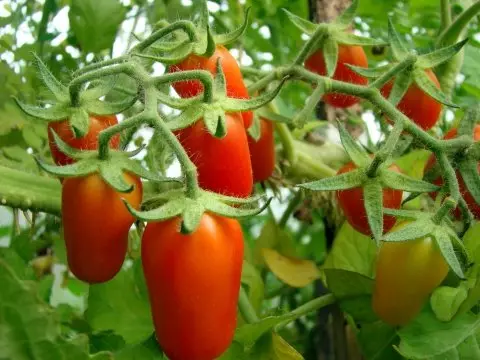 Albalı-barmaq albalı kənd pomidoru
