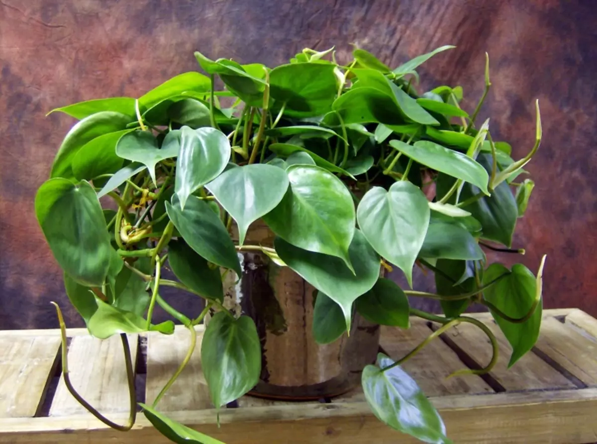 Philodendron croí-chruthach