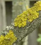 Lichen.